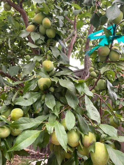 Grenade Pluot Scion Cuttings – Prunus Plum x Apricot Hybrid Wood for G ...