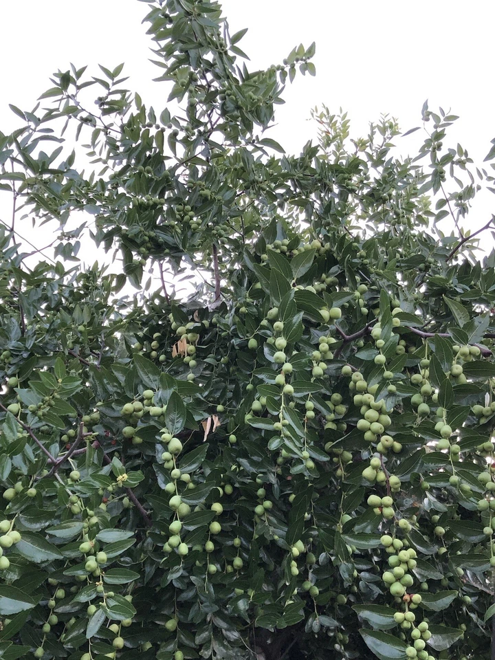 Lang Jujube Tree Cuttings for Planting – 5 Unrooted Ziziphus jujuba Ch ...