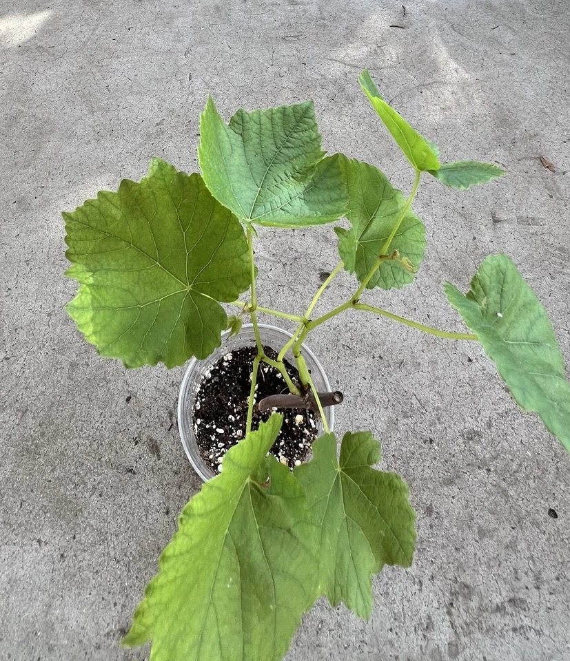 Green Grape Vine Cutting With Pot – 10 Inch Sweet Seedless Grape Plant ...
