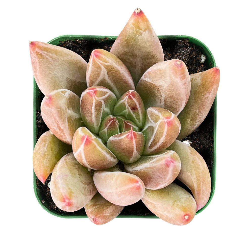 Echeveria Psyche Succulent – Live Rooted Rosette in 2 Inch Pot, Decora ...