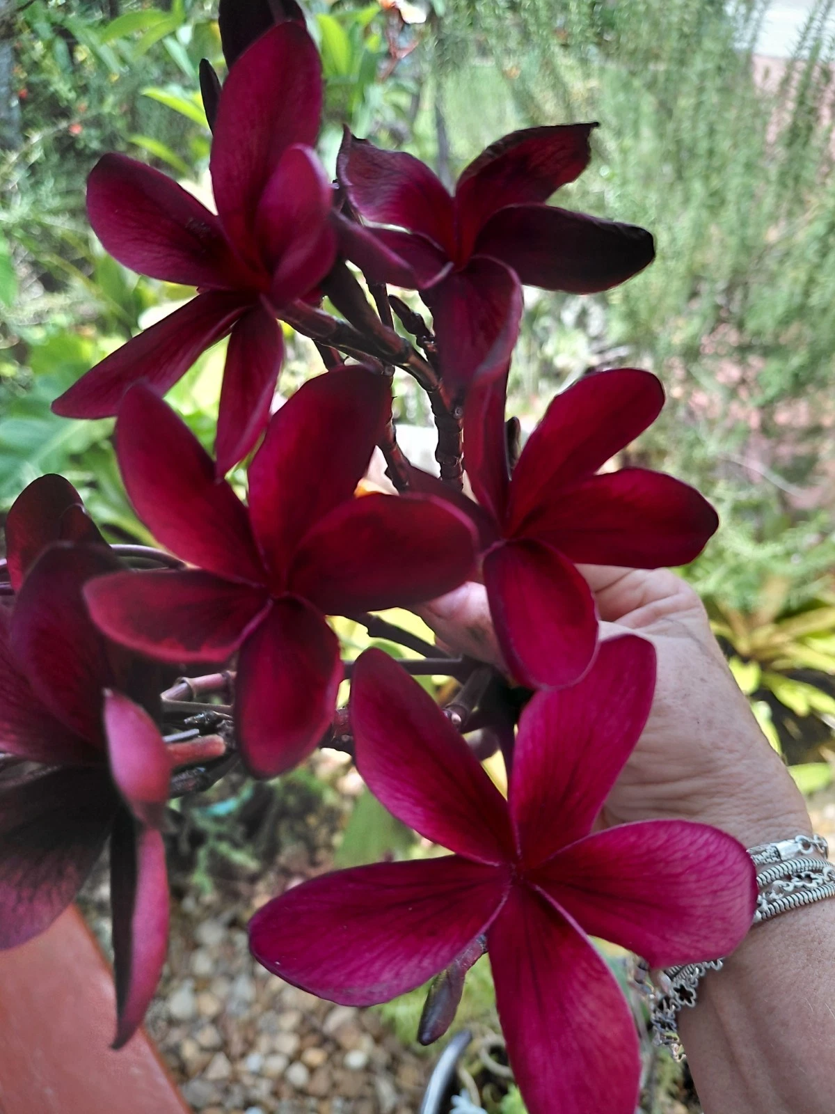 Hawaiian Deep Red Ulaula Plumeria Cutting – 10 Inch Y Shaped Plumeria ...