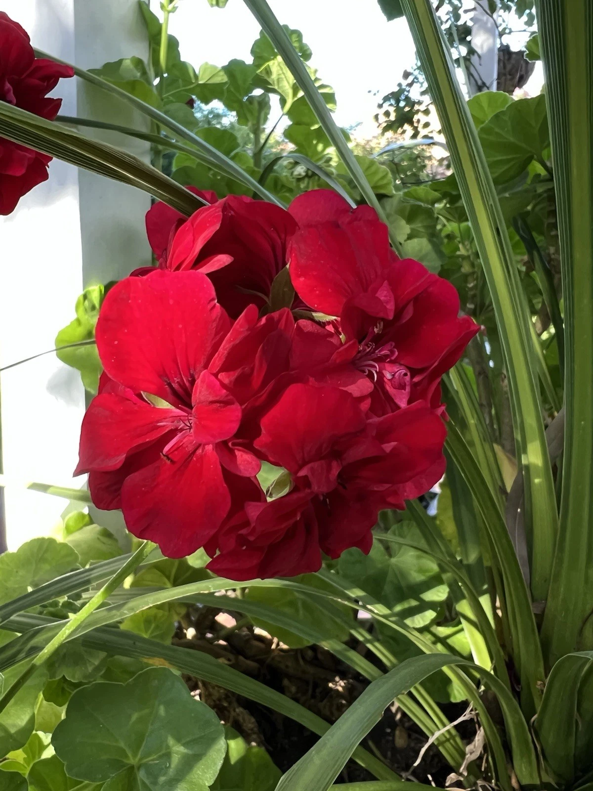True Red Ivy Geranium Cuttings – 5 Live Pelargonium Peltatum Cuttings ...