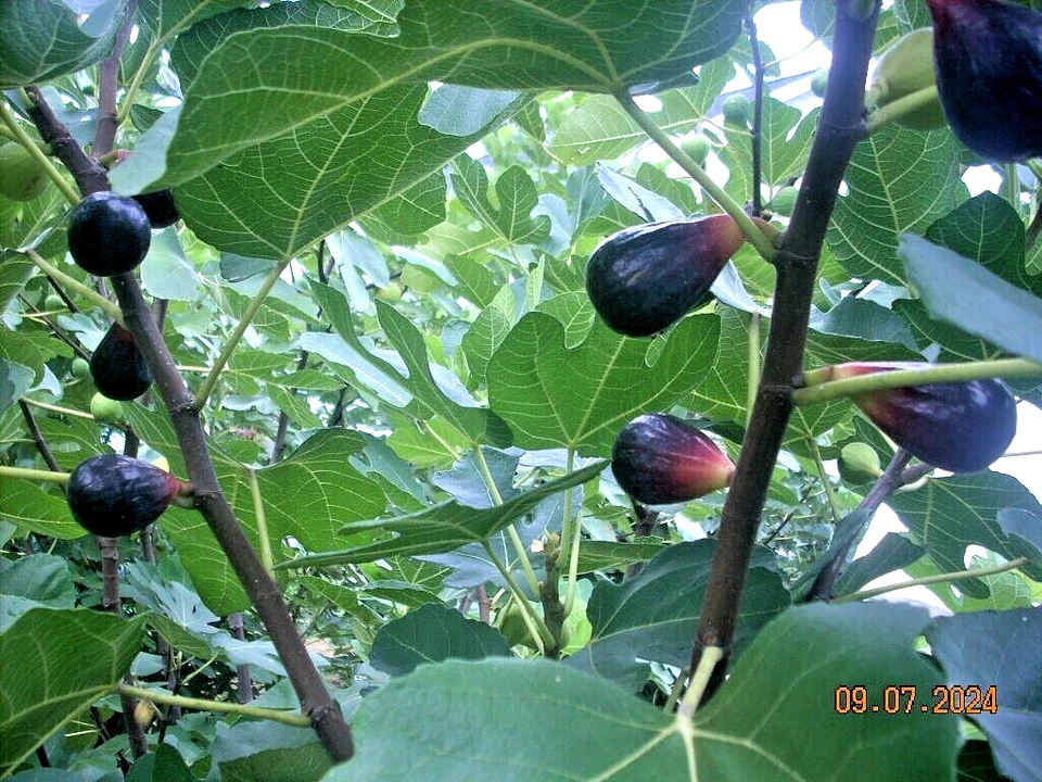 Fig Tree Cuttings LSU Purple – 6 Live Fig Cuttings for Planting, Ficus ...
