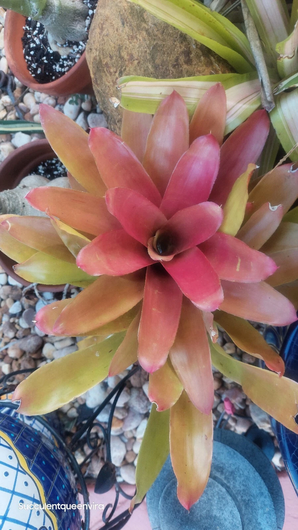 Neoregelia ‘Super Fireball’ – Live Bromeliad Plant, Compact Red Sun-Lo ...