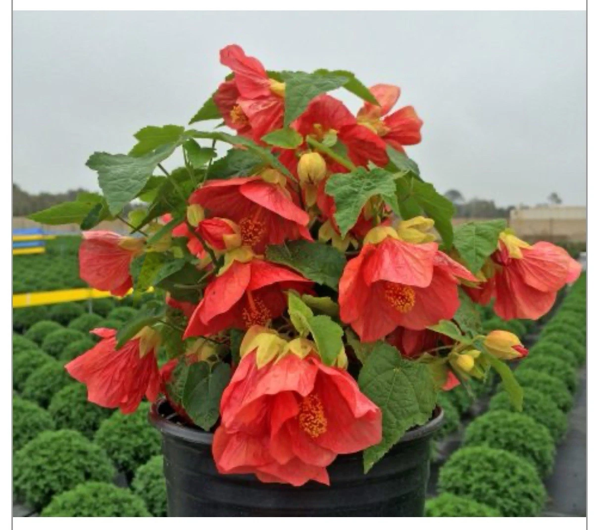 Lucky Lantern Red Abutilon – Small Rooted Starter Plant, Flowering Map ...