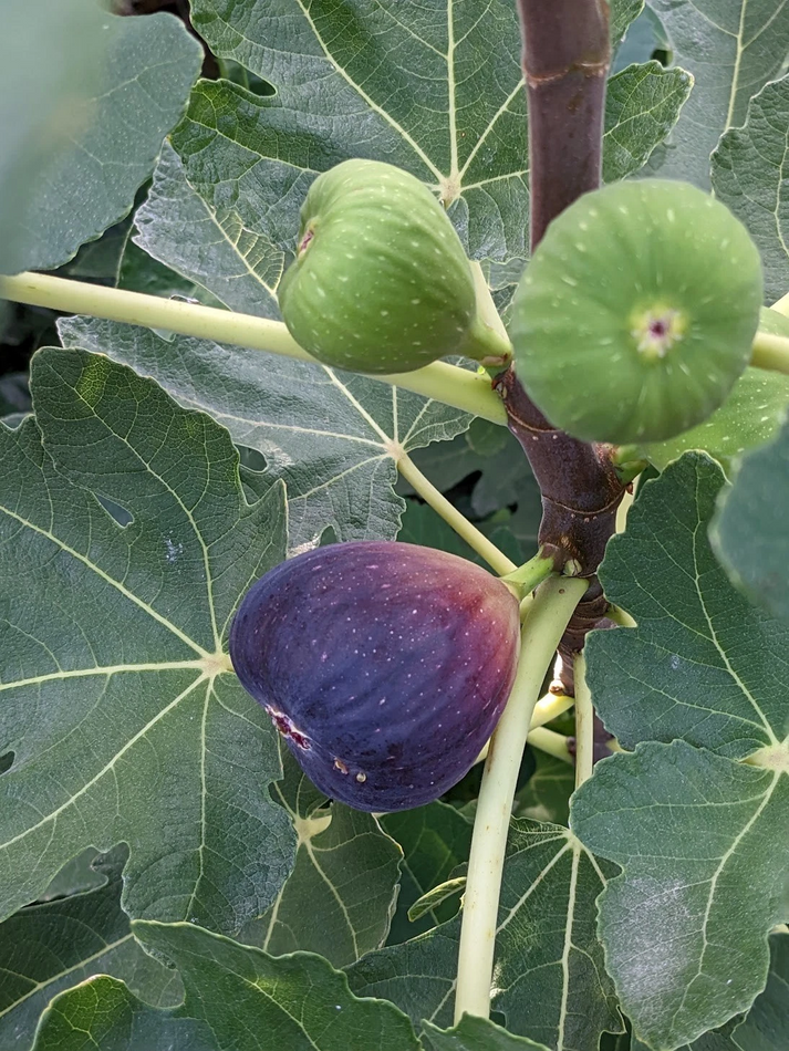 Brown Turkey Fig Tree Cuttings – 12 Fresh Unrooted Scions for Propagat ...