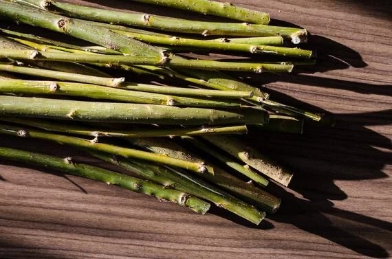 Globe Willow & Corkscrew Willow Tree Cuttings – 20 Fresh Unrooted Cutt ...