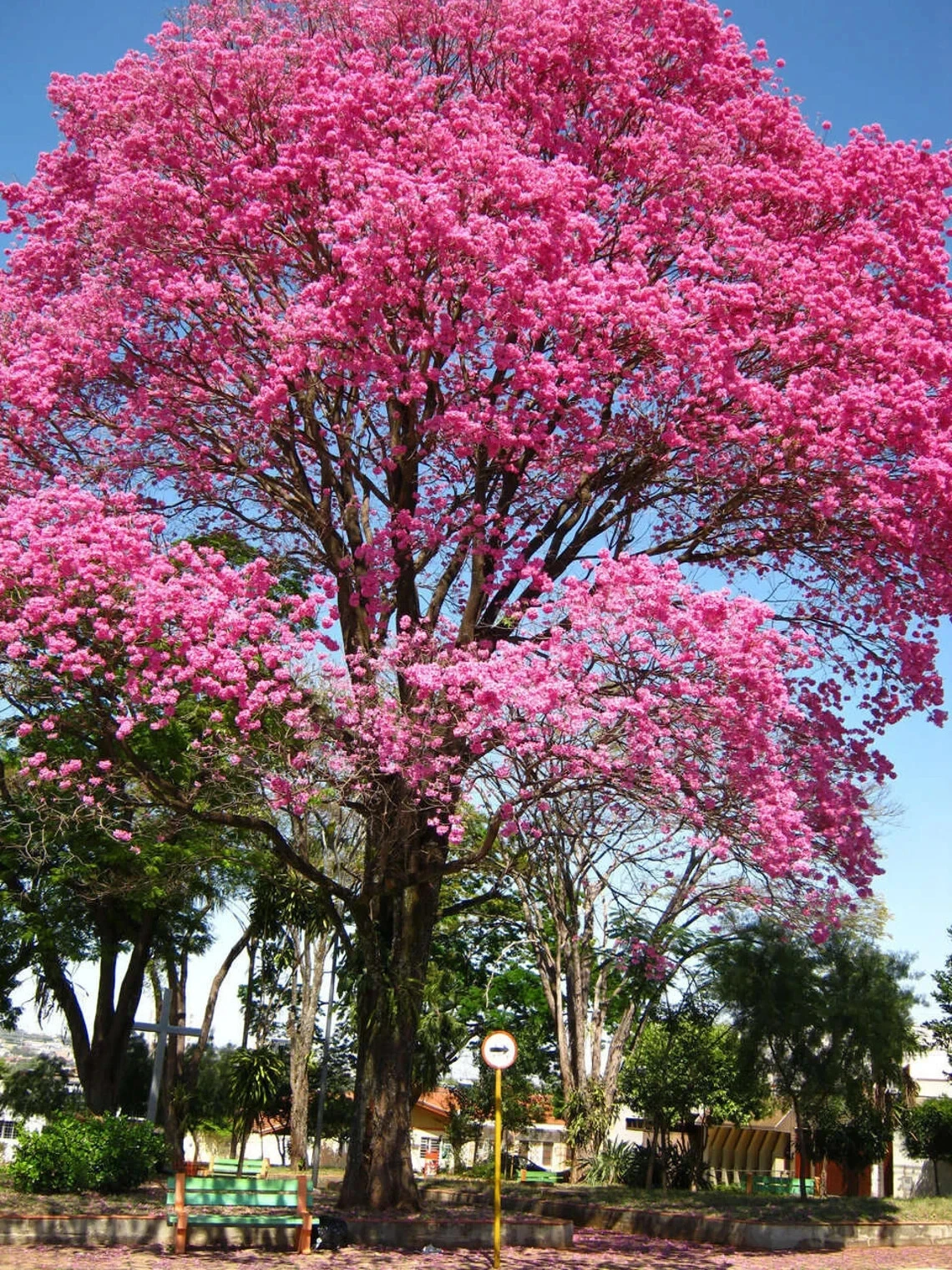 Pink Tabebuia Trumpet Tree – Tabebuia heterophylla 24–36” Live Rooted ...