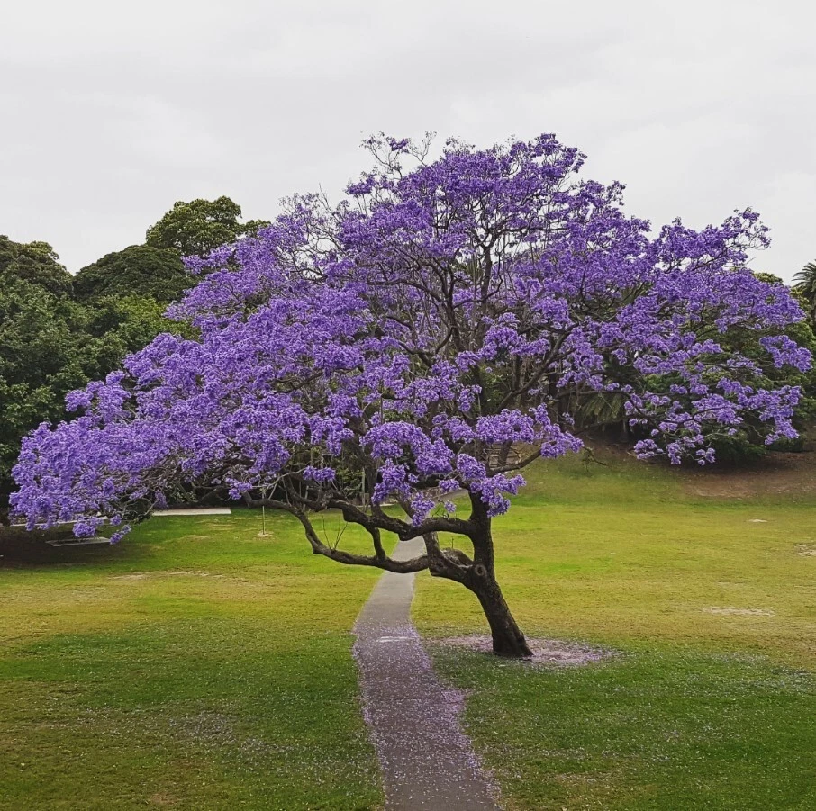 Blue Jacaranda Tree – Live Jacaranda mimosifolia Plant, 6–8 Inch Start ...