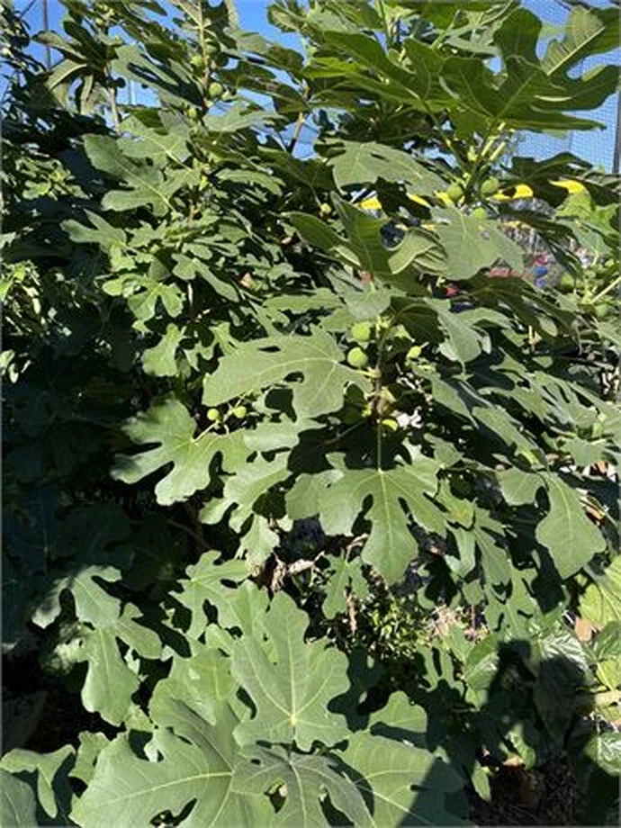 Dominick’s Fig Cutting – Ficus carica Scion with 3+ Nodes, Over 8 Inch ...