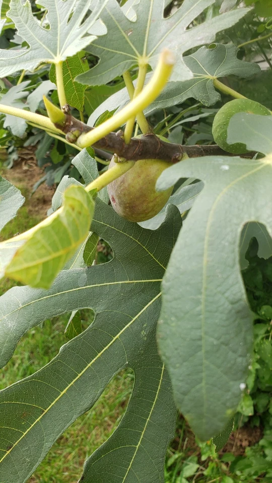 Fig Tree Cuttings – 5 Fresh Unrooted Ficus Carica Cuttings from 2 Vari ...