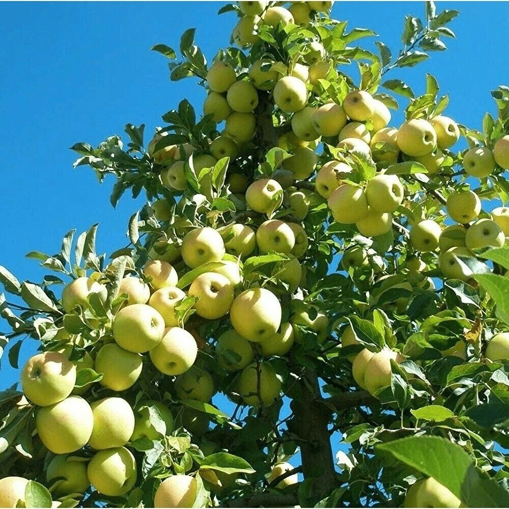 Golden Delicious Apple Scion Cuttings – 16 Thin Unrooted Scions, Malus ...