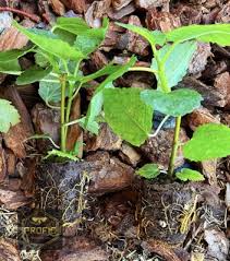 Yellow Long Neck Fig Tree – Live Ficus Carica Plant, Sweet Yellow Fig ...
