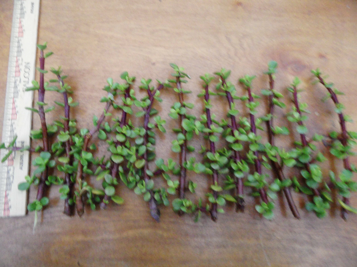 Portulacaria Afra Cuttings – Lot of 12 Unrooted Spekboom Succulent Cut ...