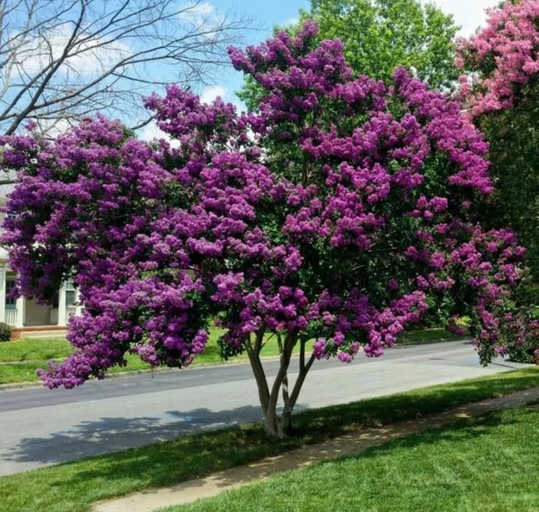 White Crape Myrtle Cuttings – 7 Fresh Unrooted Lagerstroemia Indica Cu ...