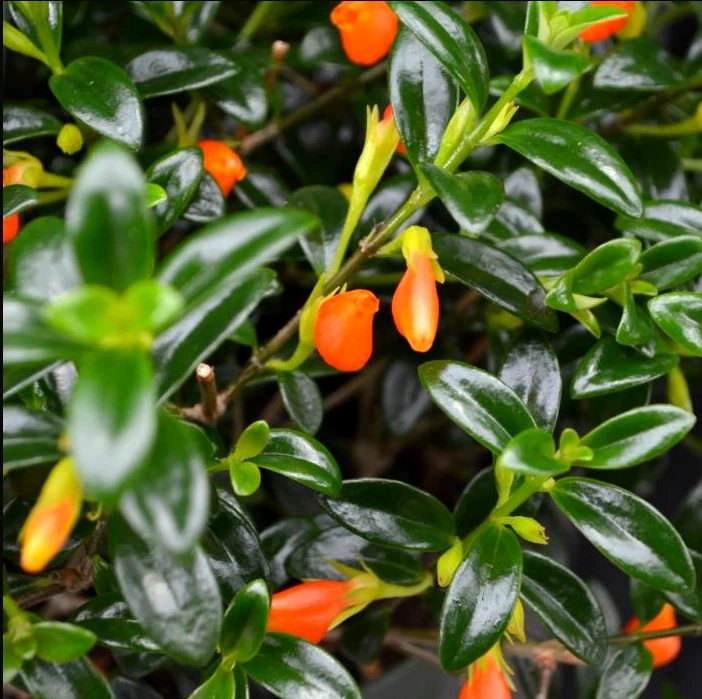 Goldfish Plant Live Potted Plant – Columnea Nematanthus Tropical Flowe ...