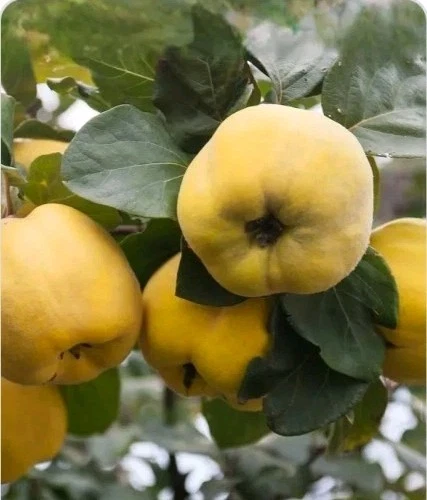 Quince Tree Cutting – 6–8 Inch Live Cydonia Oblonga Cutting for Rootin ...