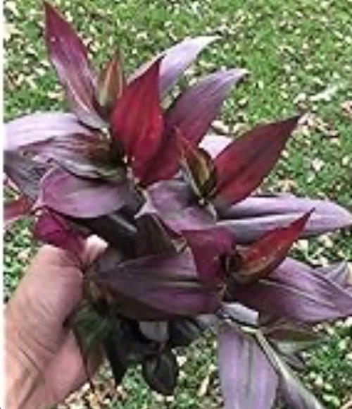 Tradescantia Red Gem Cuttings – 7 Live Unrooted Inch Plant Stems, Red ...