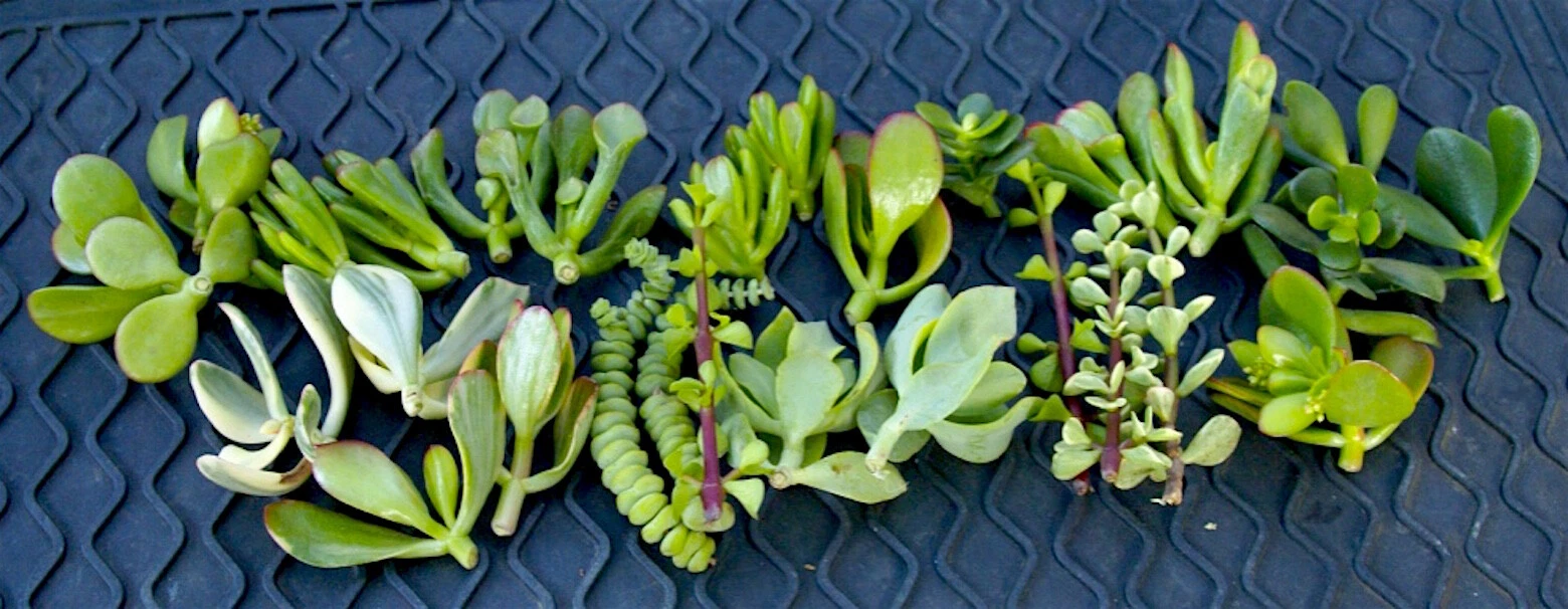 Jade Succulent Cuttings Set – 20 Plus Live Mixed Crassula Varieties, U ...