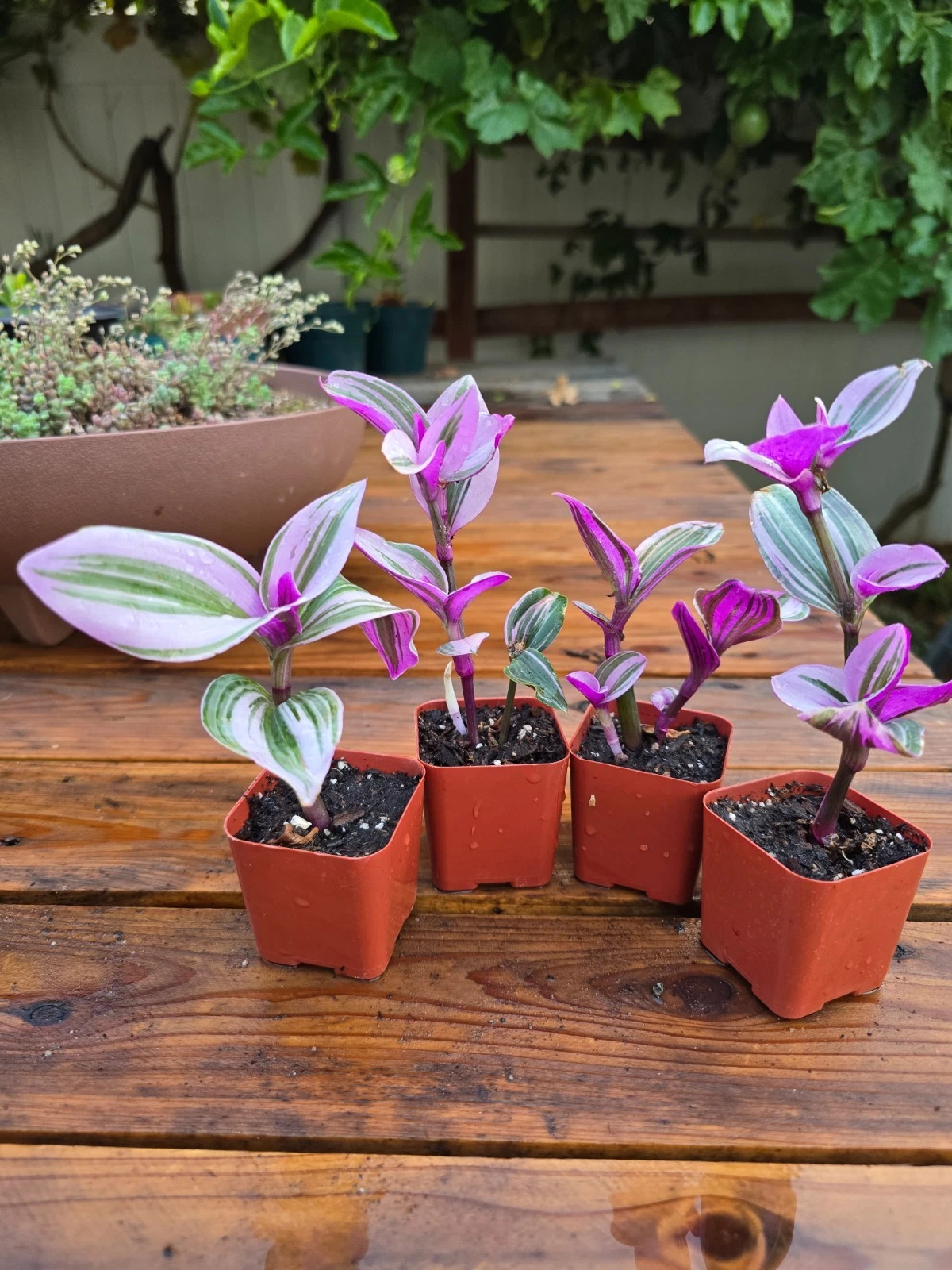 Pink Tradescantia Nanouk Live Plants – 2 Rooted Indoor Houseplants in ...