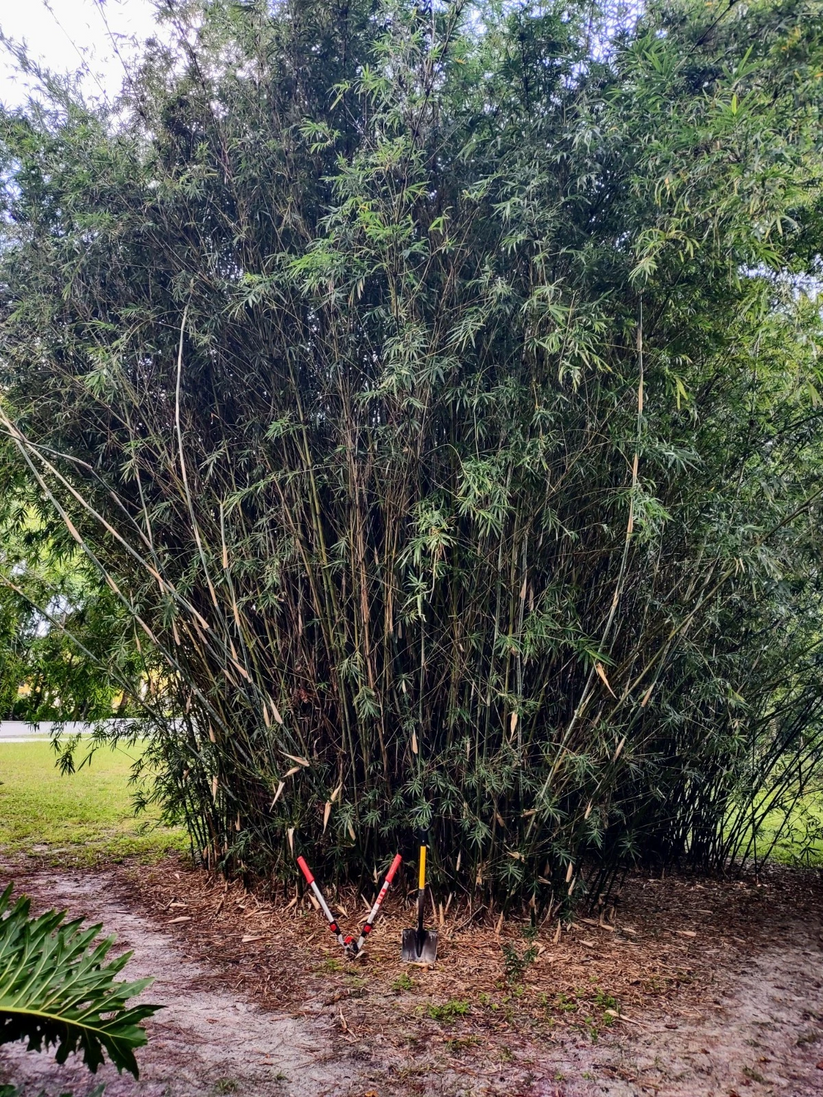 Green Hedge Clumping Bamboo Starter – One Rooted Bambusa Multiplex Pla ...
