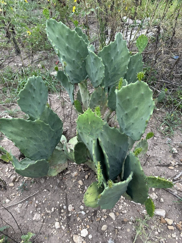 Opuntia Gomei Prickly Pear Cactus Pads Cutting, Old Mexico Opuntia Pad ...