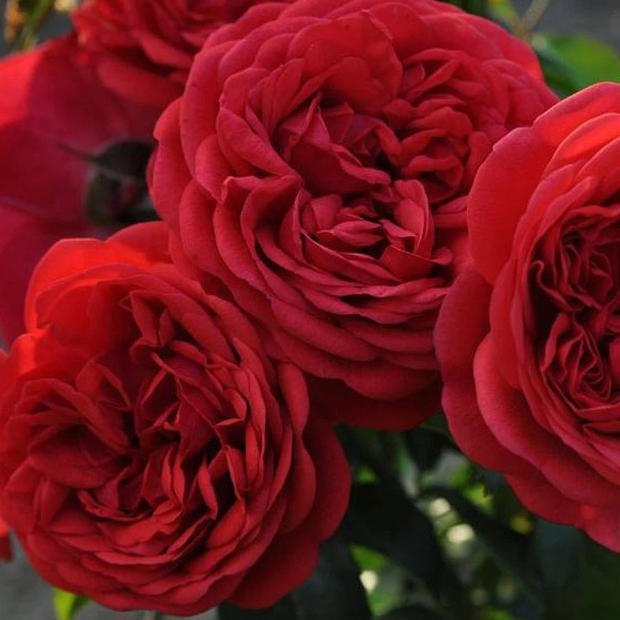 Don Juan Climbing Rose Live Plant 1.5 Gallon Potted, Red Flowering Ros – Jayme Garden