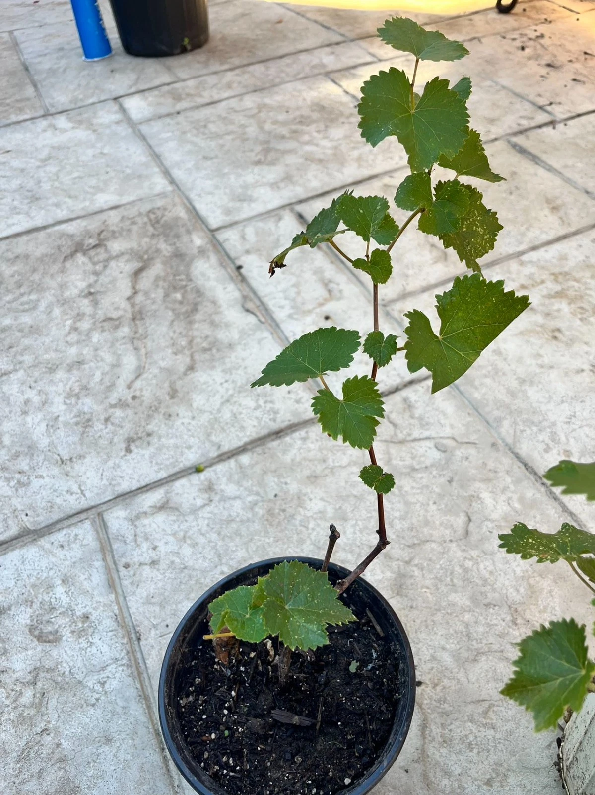 Kyoho Grape Plants – 2 Live Vitis Grape Plants with Established Roots ...