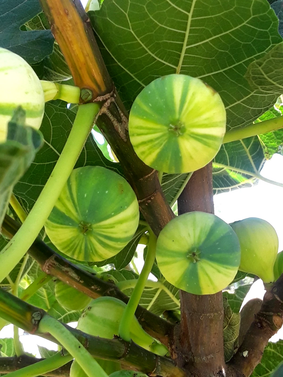 Panaché Variegated Fig Cuttings – 3 Fresh Ficus carica Fruit Tree Cutt ...