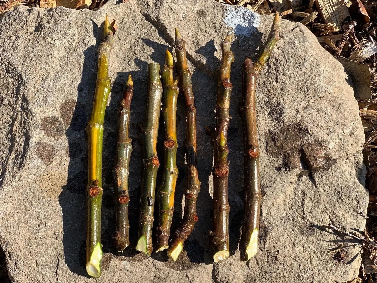 Fig Tree Cuttings – 3 Live Ficus Carica Cuttings for Planting, Fruit T ...