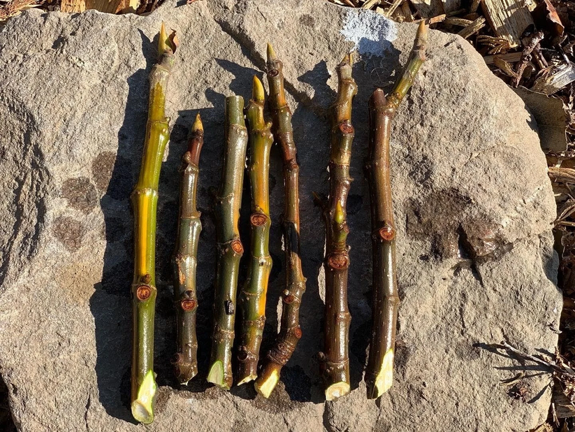 Fig Tree Cuttings – 3 Live Ficus Carica Cuttings for Planting, Fruit T ...