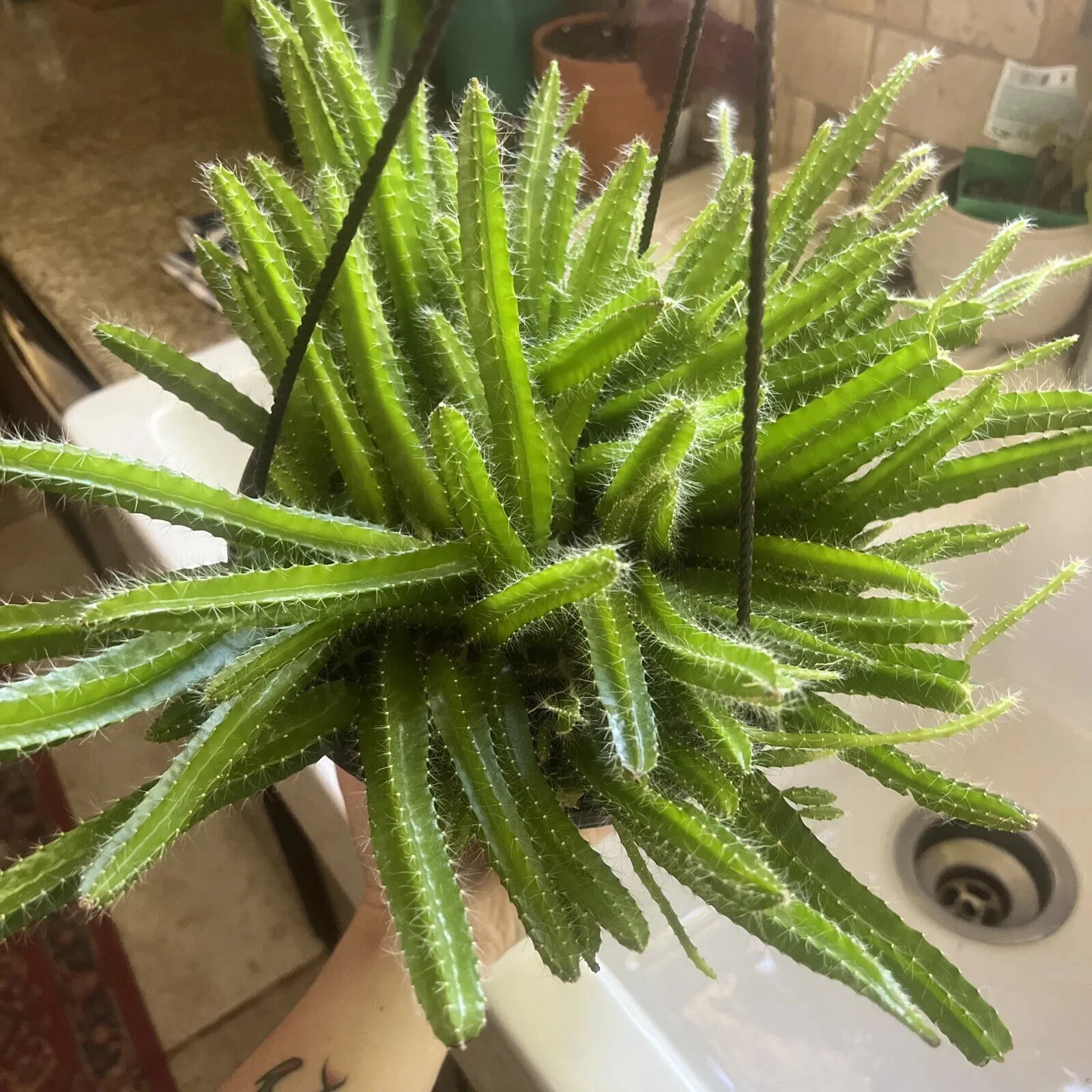 Dog Tail Cactus Cuttings – 3 Fresh Live Aporocactus Flagelliformis Suc ...