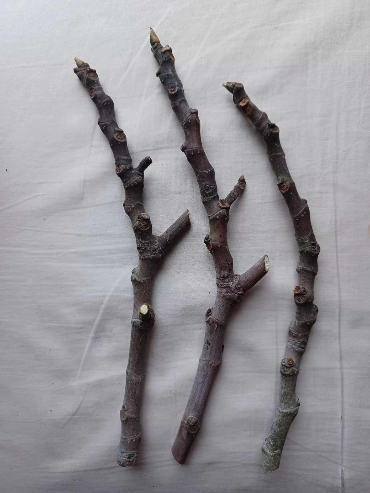 Fig Tree Cuttings – 3 Fresh Unrooted Live Ficus Carica Cuttings with R ...