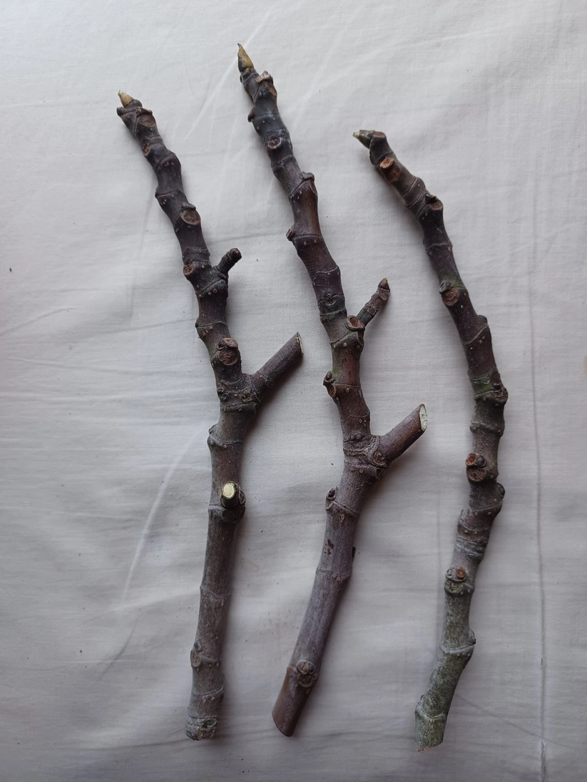 Fig Tree Cuttings – 3 Fresh Unrooted Live Ficus Carica Cuttings with R ...