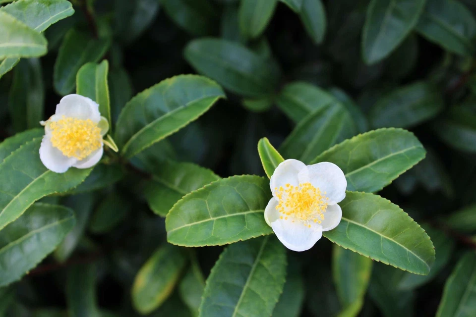 Camellia Sinensis Tea Plant Plug – Live 1–4 Inch TC Starter Plant, Eve ...