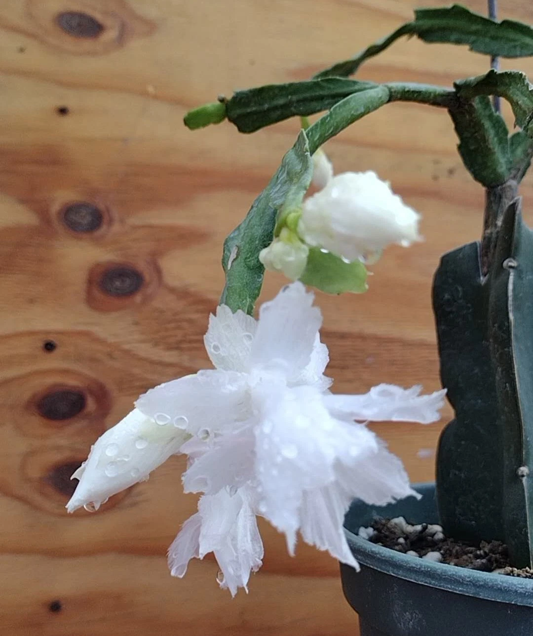 White Flamenco Thanksgiving Christmas Cactus Cuttings, Unrooted Schlum ...