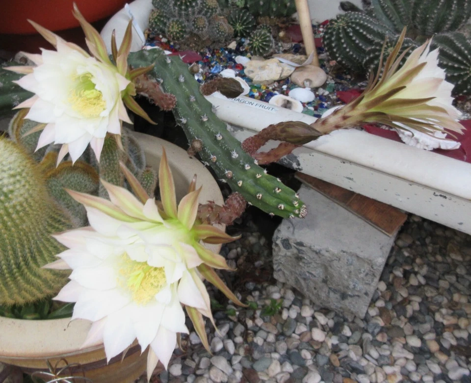 Harrisia Jusbertii Snake Cactus 8 Inch Cutting, Dusk Blooming Rare Cac ...
