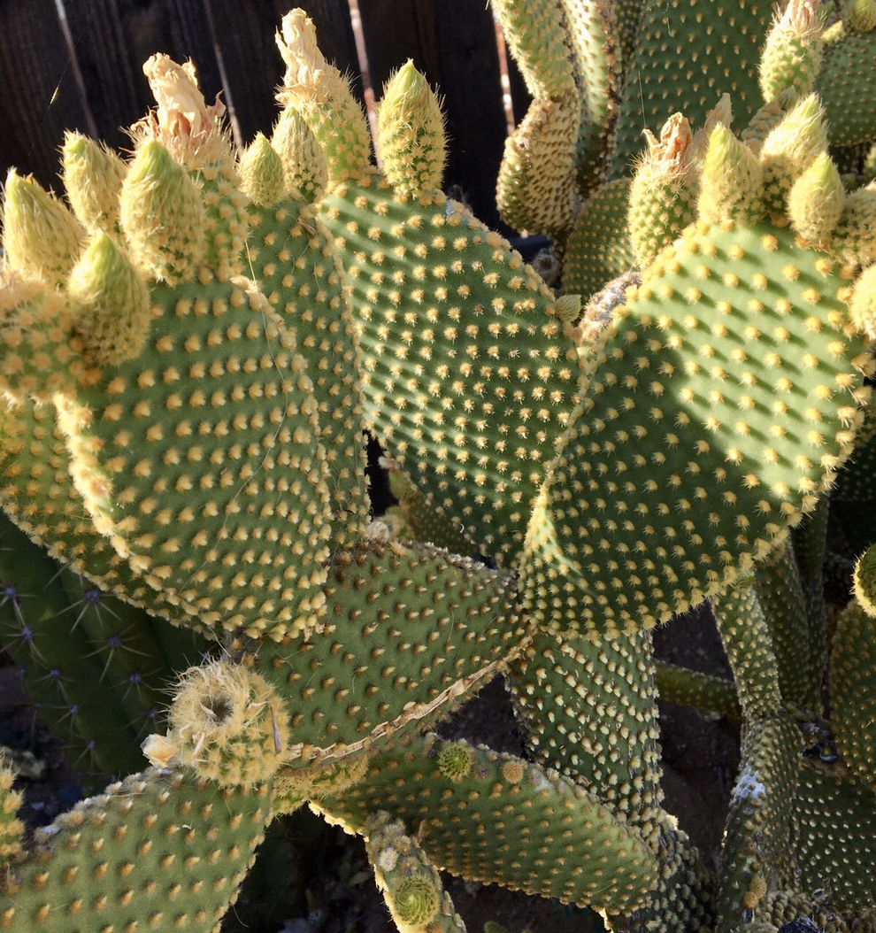 Bunny Ears Cactus Pads Set of 5 Opuntia Microdasys Unrooted Live Cactu ...