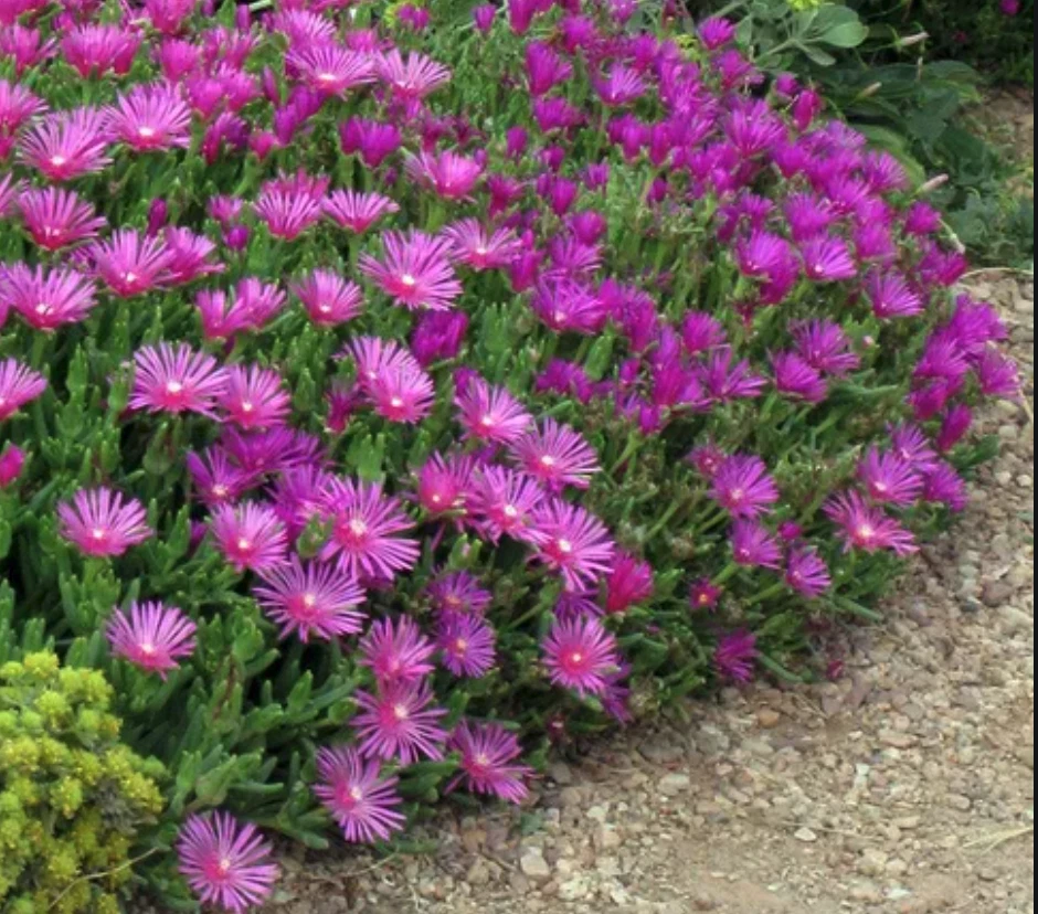 Magenta Ice Plant Delosperma Cooperi Ground Cover Cuttings Set of 5 Un ...