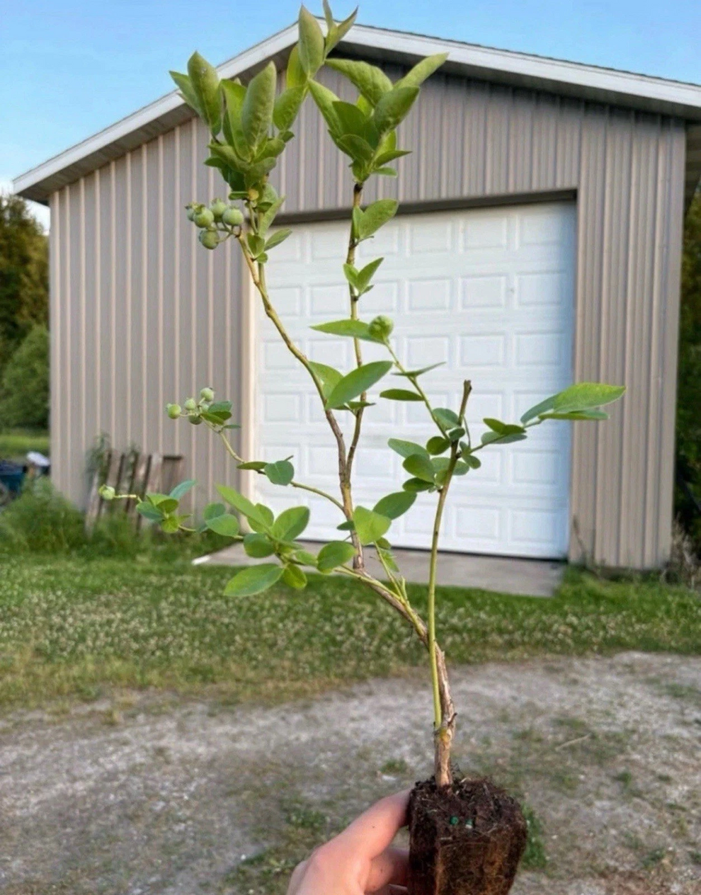 Blueberry Plant Rooted Cuttings – 20 Live Vaccinium Plants for Plantin ...