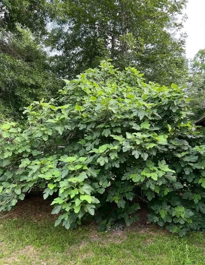 LSU Champagne Fig Cutting Cold Hardy Variety, Fresh Fig Tree Cutting f ...