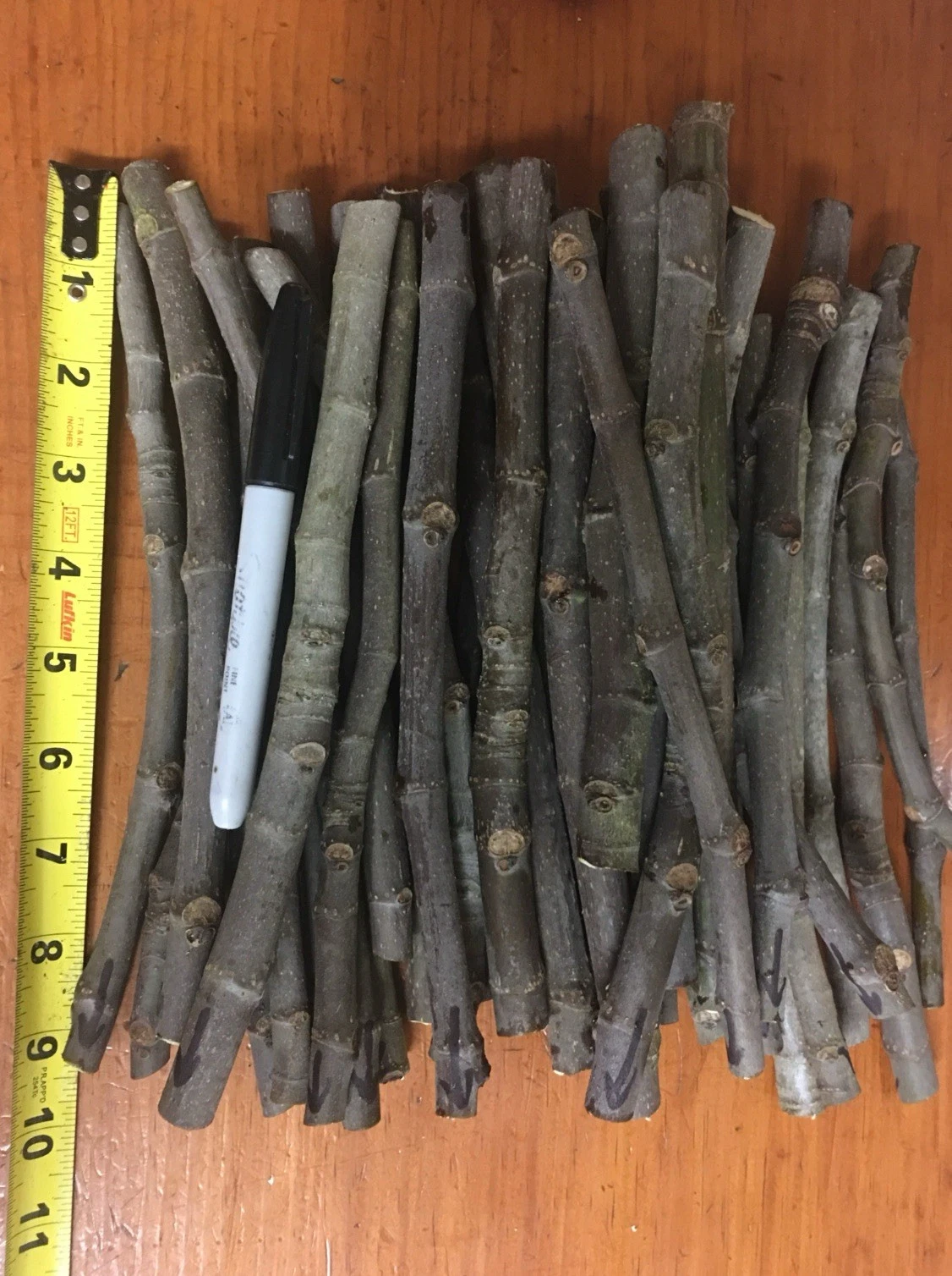 Negronne Fig Tree Cuttings – 3 Fresh Unrooted Ficus Carica Cuttings fo ...