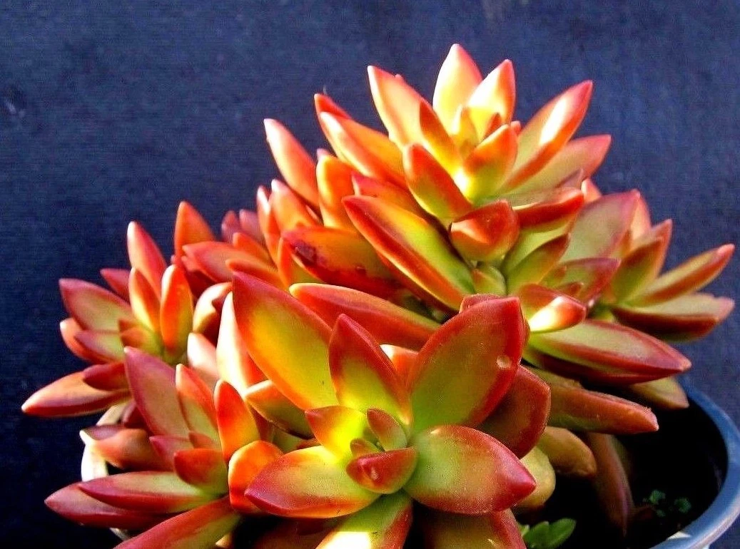 Sedum Adolphii Firestorm Succulent Cuttings, 2 Unrooted Pups for Propa ...