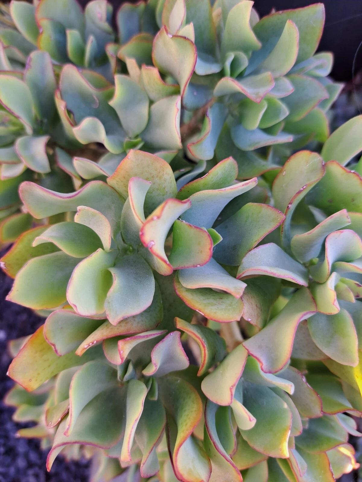 Ripple Jade Cuttings – 5 Crassula Arborescens Undulatifolia Ruffle Jad ...