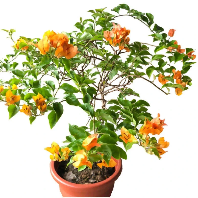 California Gold Bougainvillea Rooted Plants – Set of 2 Live Flowering – Jayme Garden