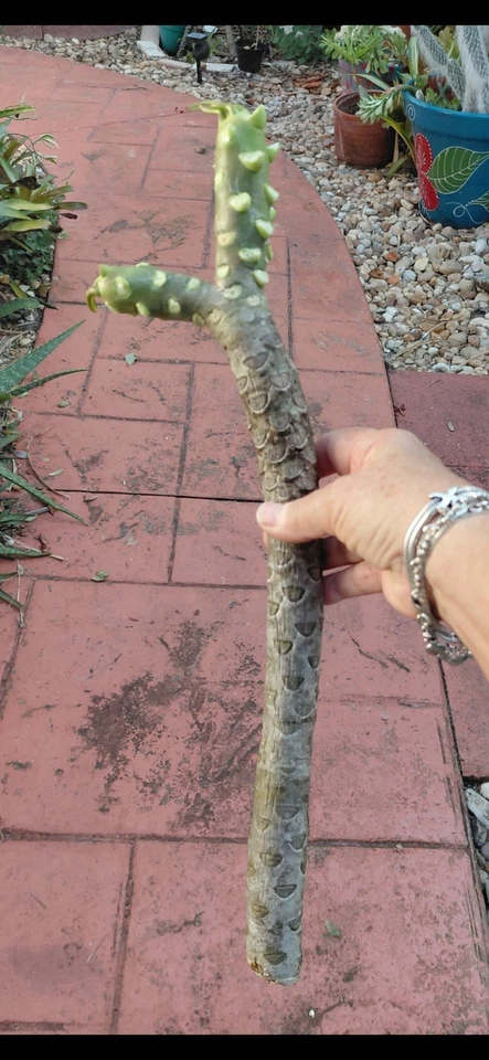 Hawaiian Deep Red Ulaula Plumeria Cutting – 10 Inch Y Shaped Plumeria ...