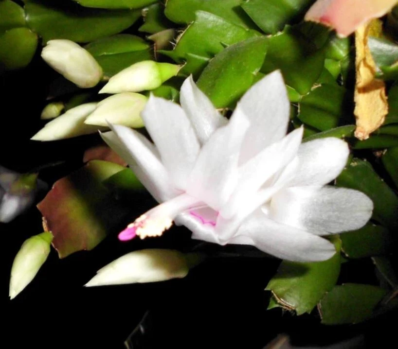 Thanksgiving Cactus Cuttings Schlumbergera truncata White, 3 Fresh Seg ...