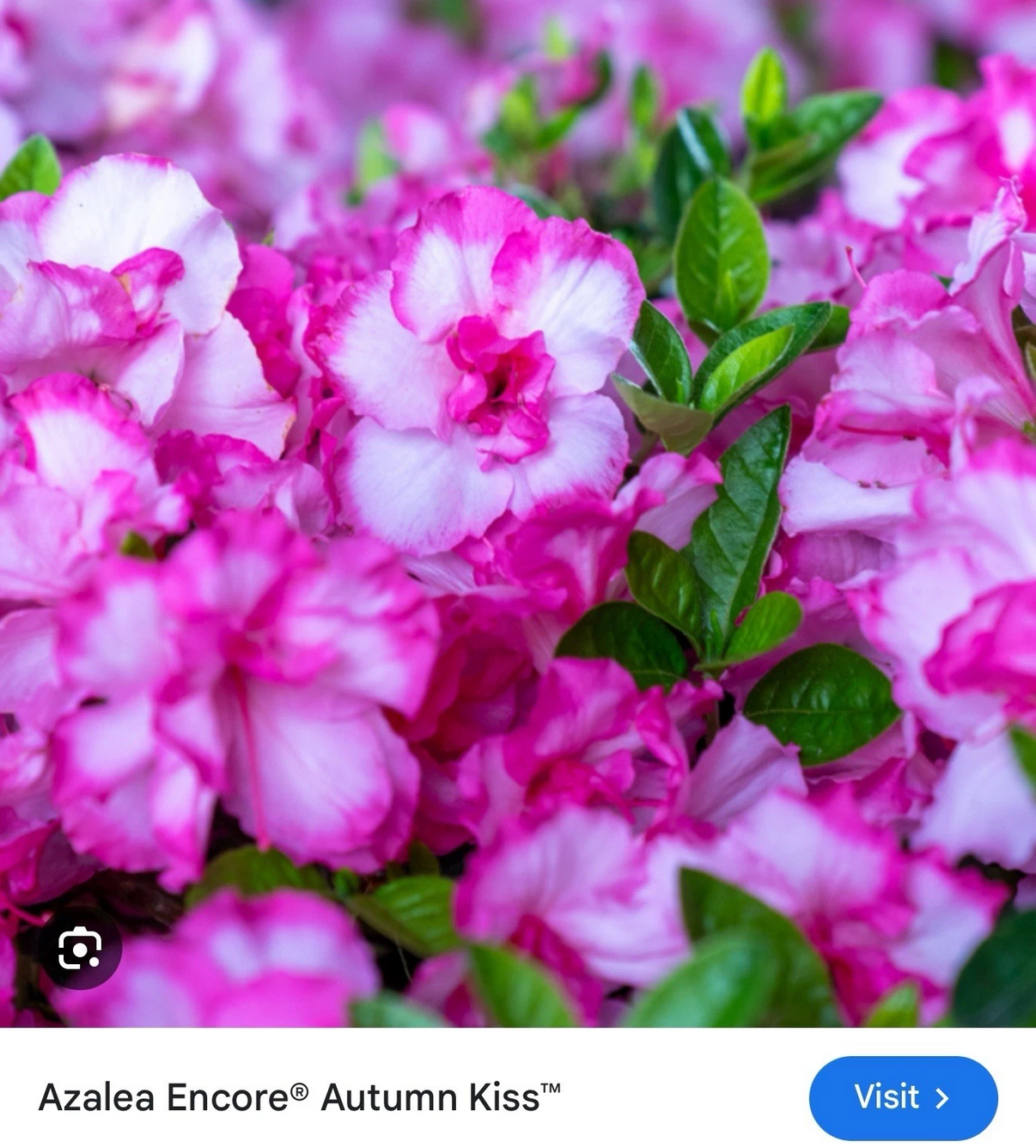 Encore Azalea ‘Autumn Kiss’ Starter Plant – Well Rooted Deciduous Azal ...