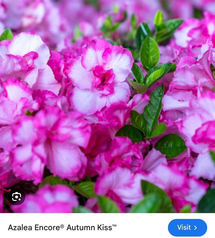 Encore Azalea ‘Autumn Kiss’ Starter Plant – Well Rooted Deciduous Azal ...