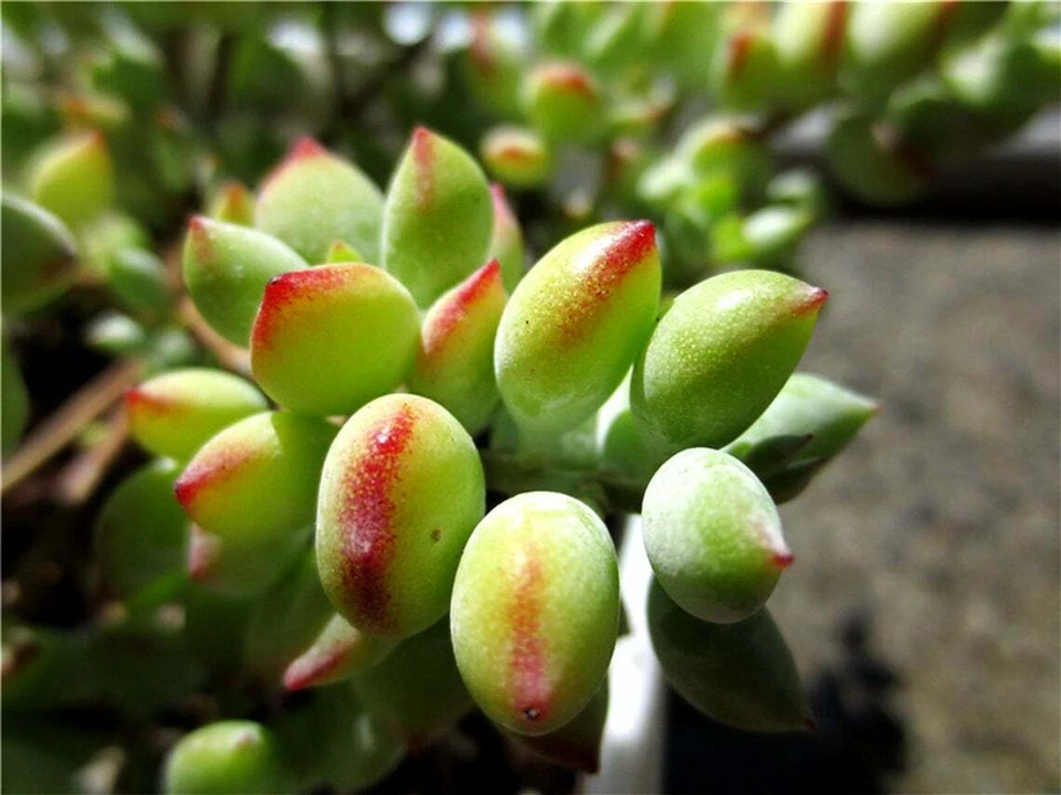 Cotyledon Pendens Unrooted Cuttings – 3 Rare Trailing Succulent Cuttin ...